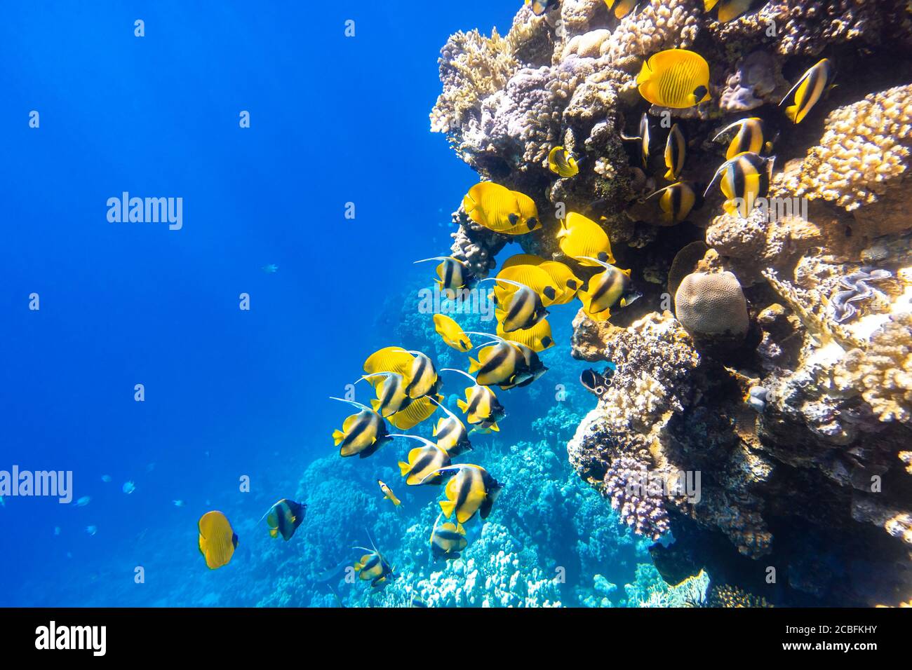 Grande scuola di pesci butterflyfish (Chaetodon) nella barriera ...