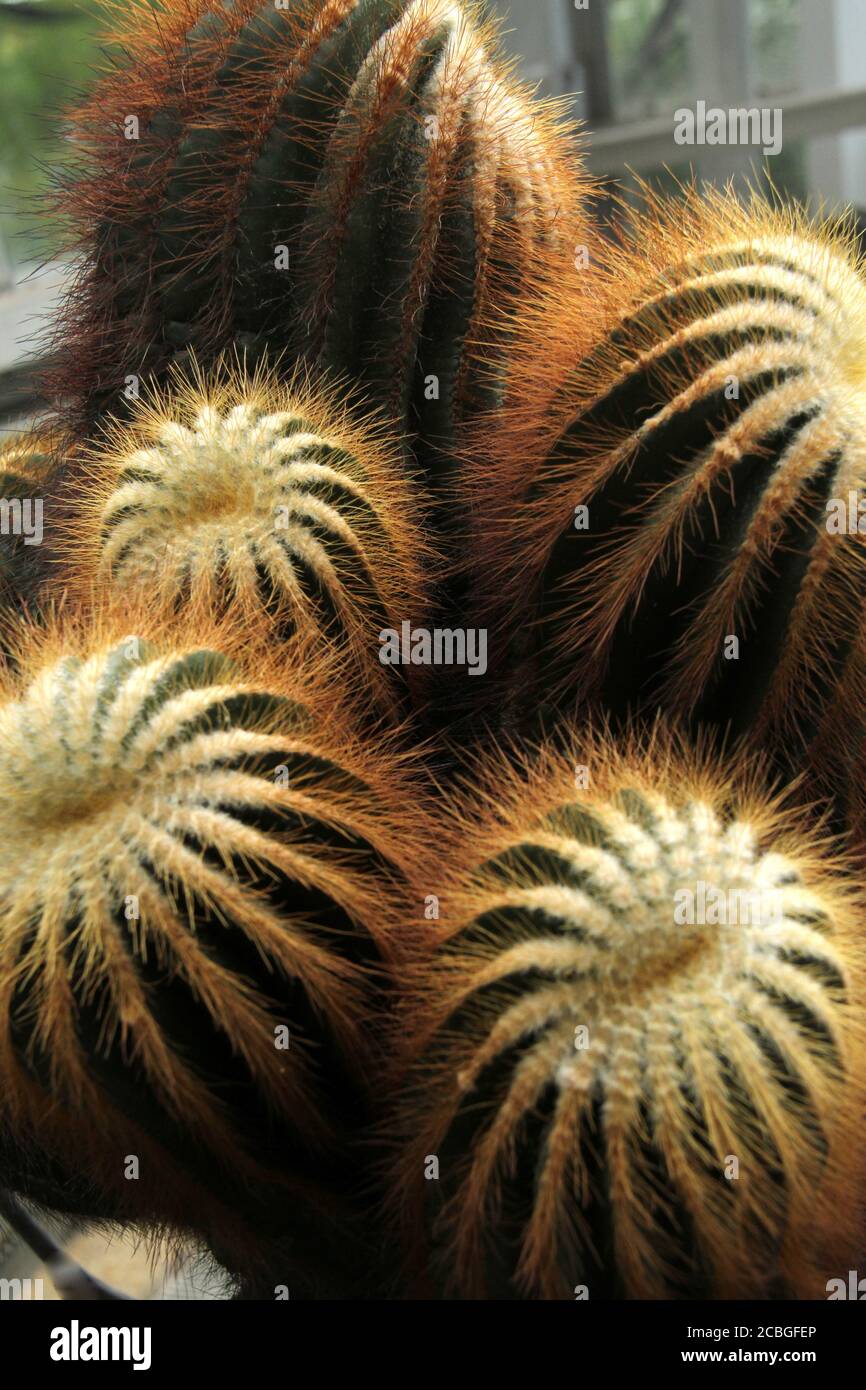 Cactus peloso immagini e fotografie stock ad alta risoluzione - Alamy