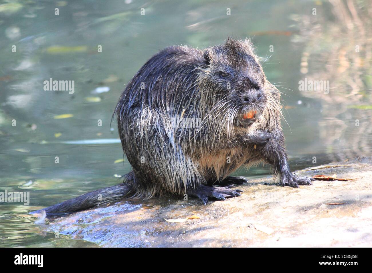 Nutria meat immagini e fotografie stock ad alta risoluzione - Alamy