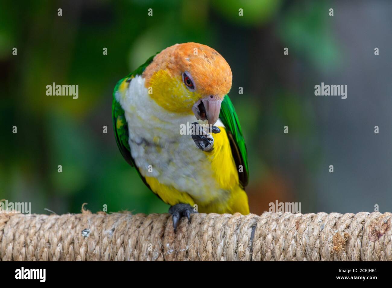 Pappagallo dalle zampe nere immagini e fotografie stock ad alta ...