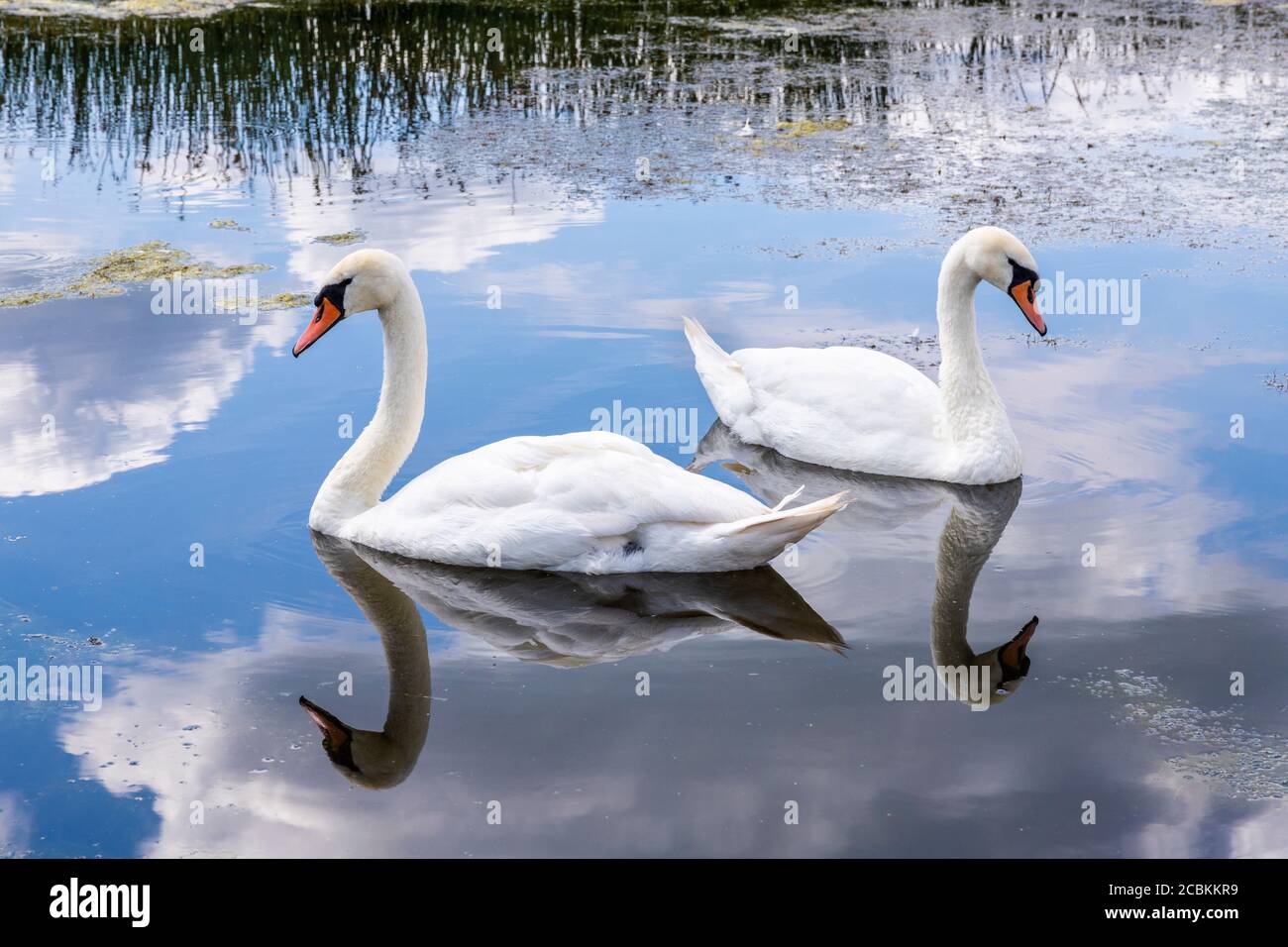 Cigno Due Bianco Immagini e Fotos Stock - Alamy