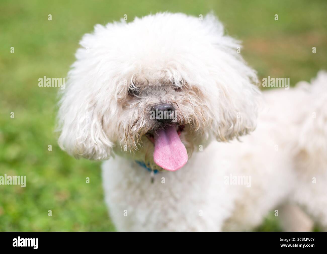 Cane peloso bianco immagini e fotografie stock ad alta risoluzione - Alamy