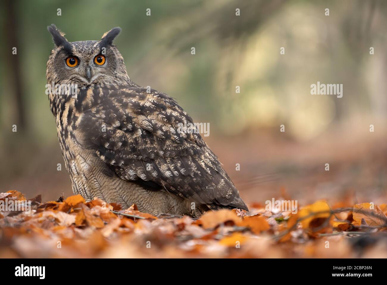 Primo Piano Del Gufo Reale Immagini e Fotos Stock - Alamy