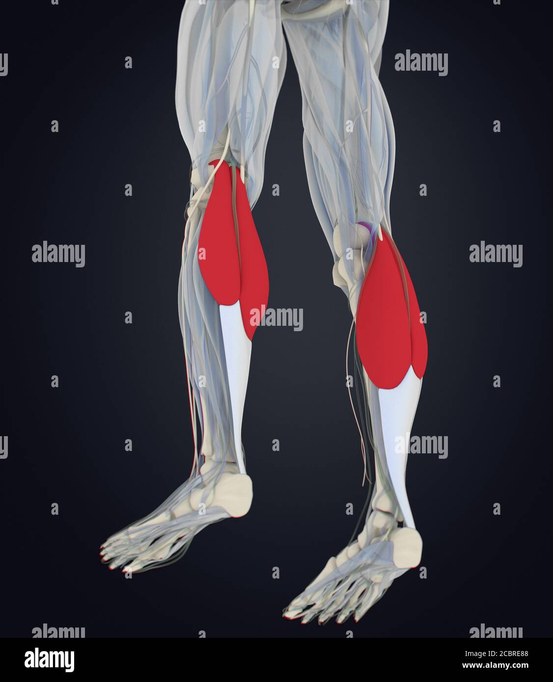 Anatomia polpaccio muscolo immagini e fotografie stock ad alta ...