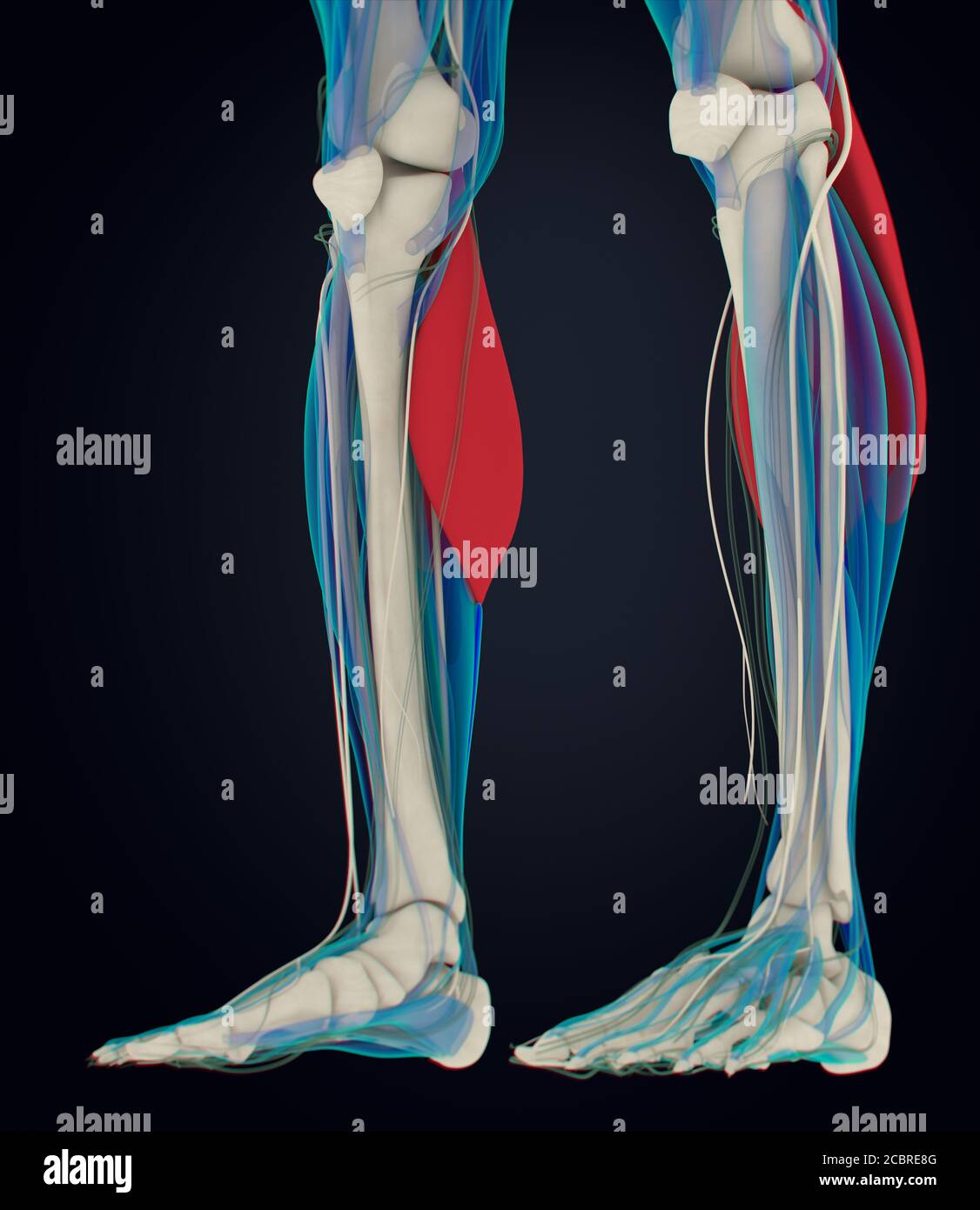 Anatomia illustrazione dei muscoli del polpaccio, anatomia umana ...