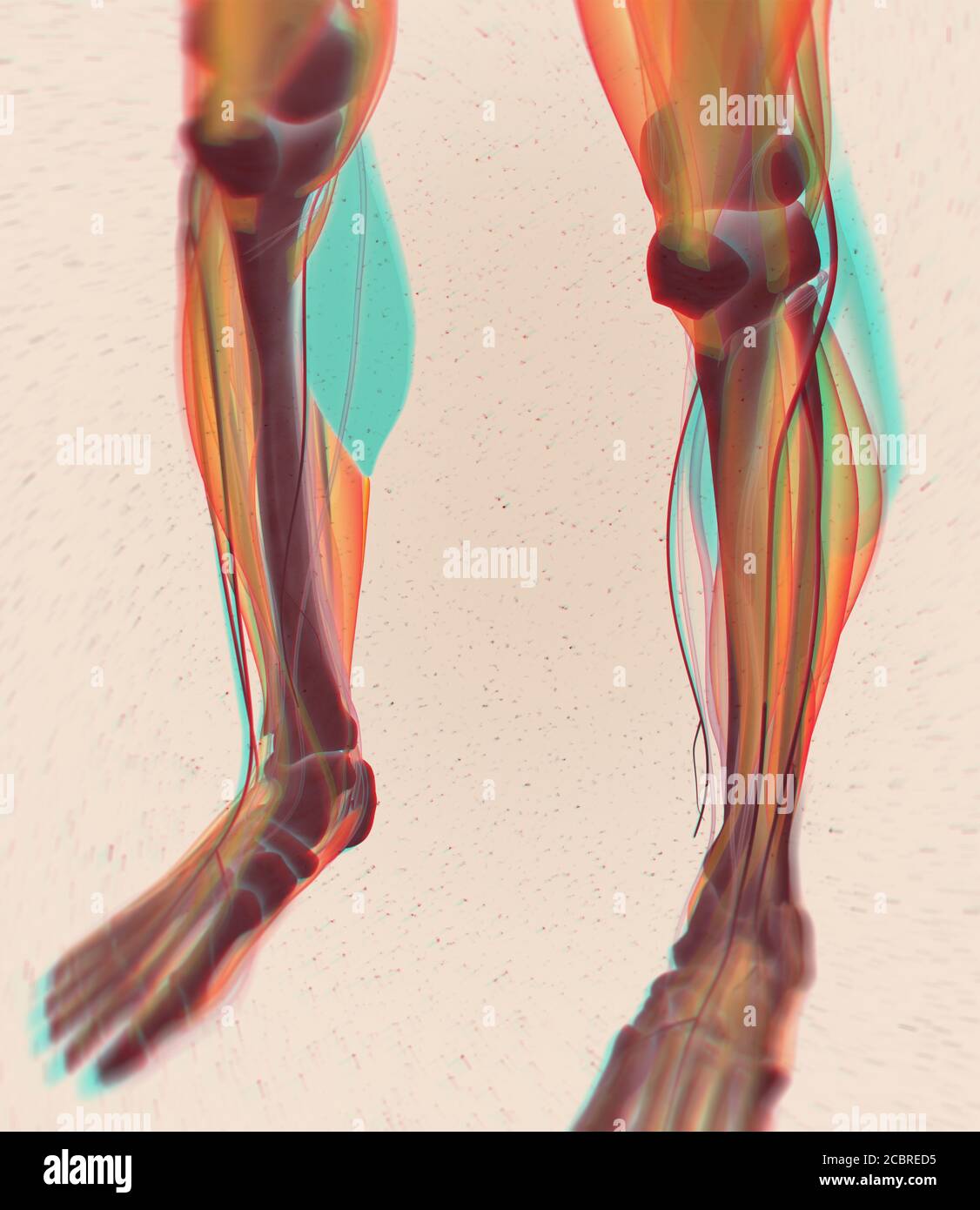 Anatomia illustrazione dei muscoli del polpaccio, anatomia umana ...