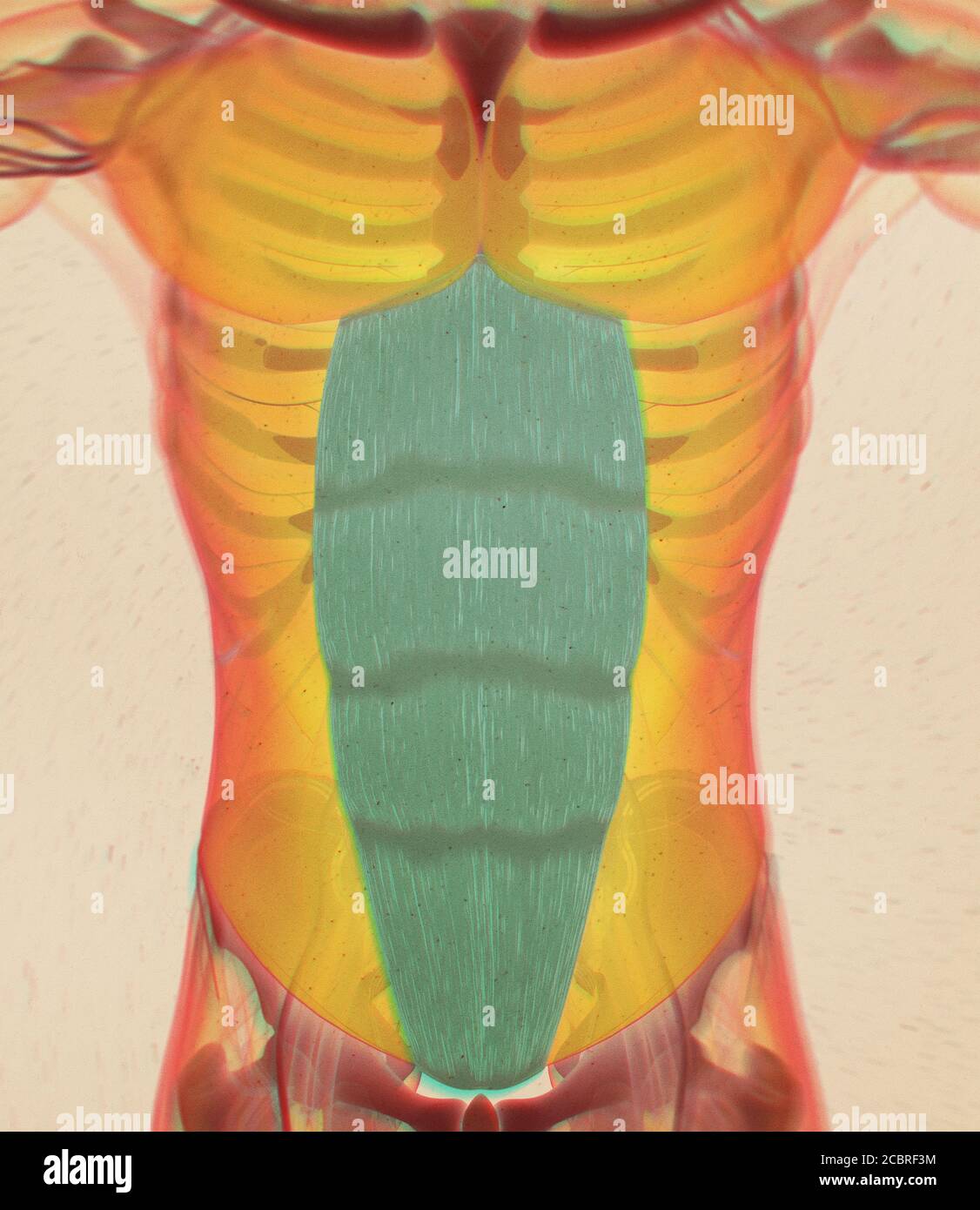 Illustrazione di anatomia dei muscoli addominali maschili immagini e ...