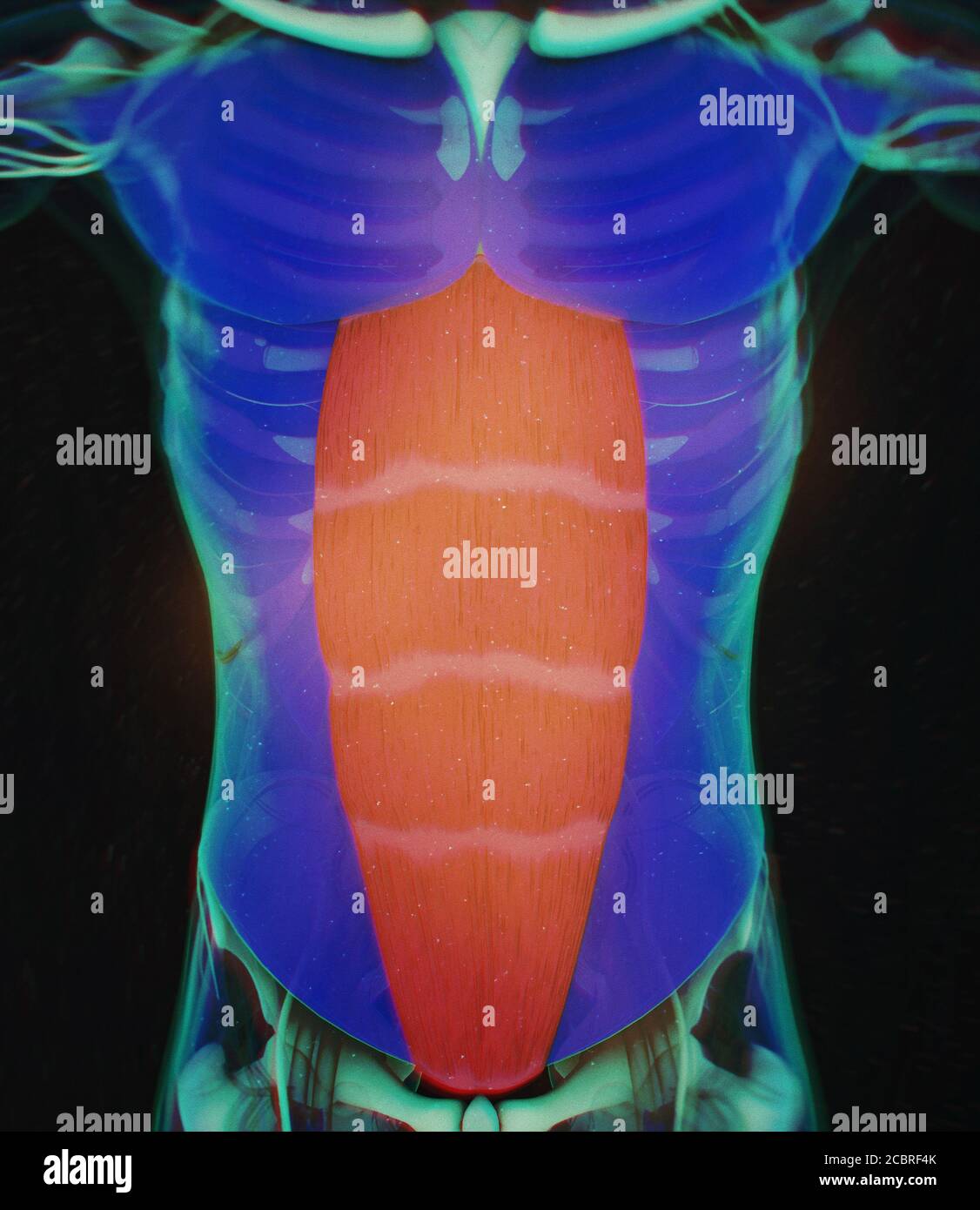 Illustrazione di anatomia dei muscoli addominali maschili immagini e ...