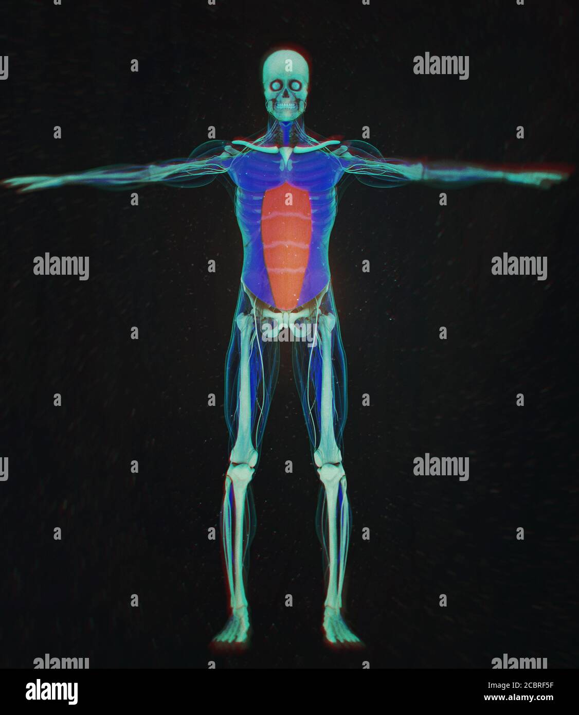 Anatomia medica illustrazione muscolare del retto abdominis ...