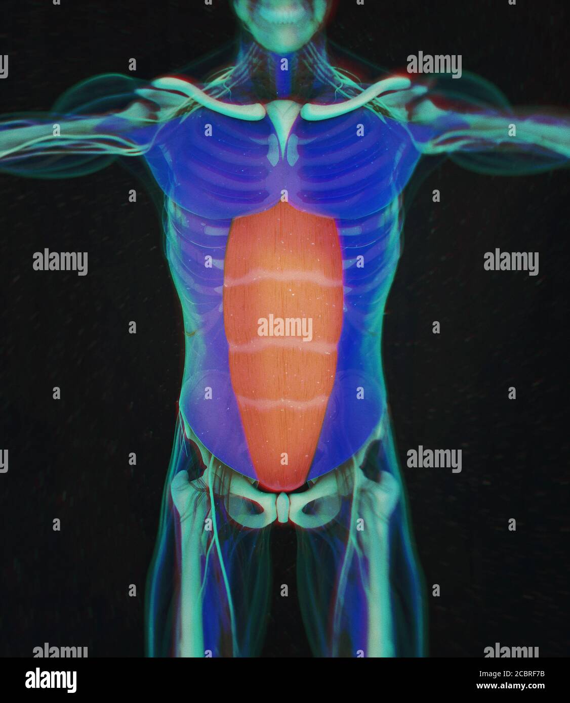 Illustrazione di anatomia dei muscoli addominali maschili immagini e ...