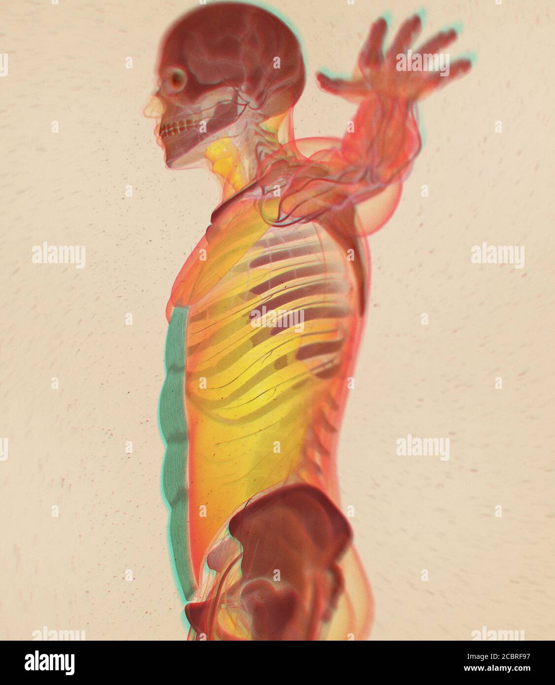 Illustrazione di anatomia dei muscoli addominali maschili immagini e ...