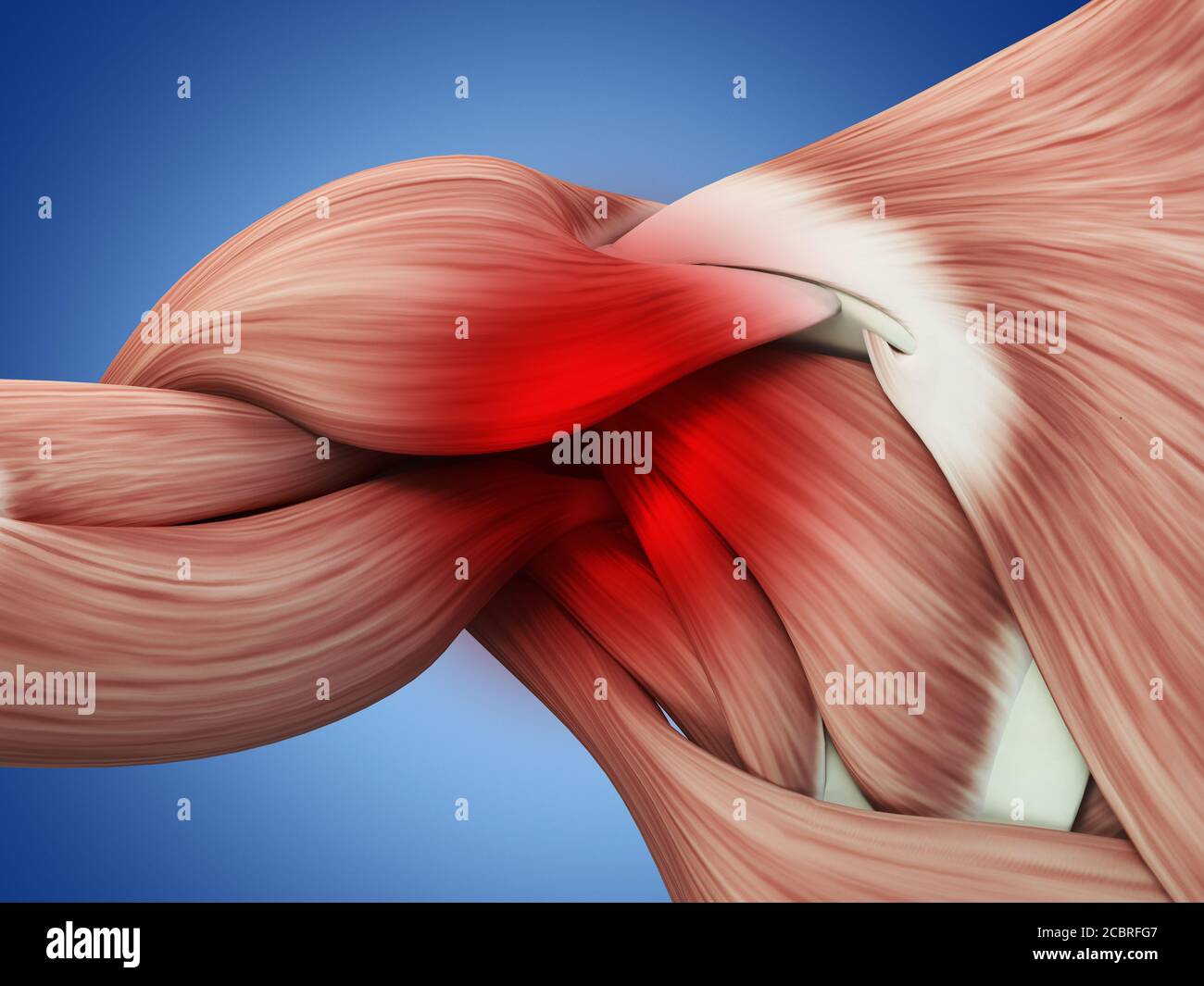 Deltoid muscle anatomy muscles isolated immagini e fotografie stock ad ...