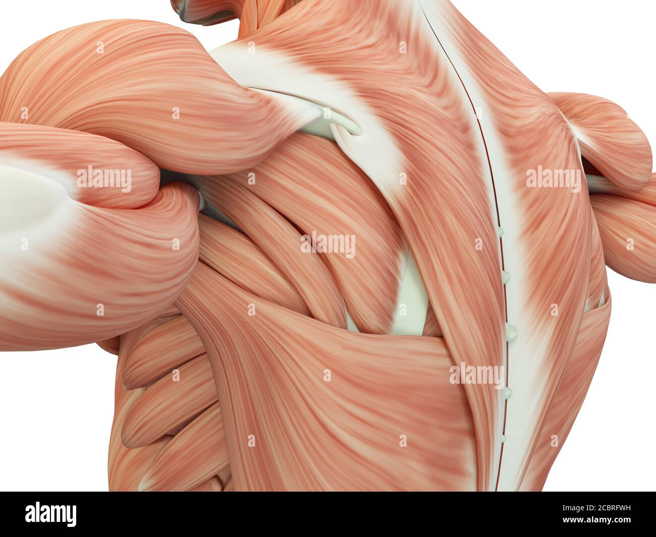 Anatomia umana. Torso schiena, spalle, muscoli. illustrazione 3d Foto ...