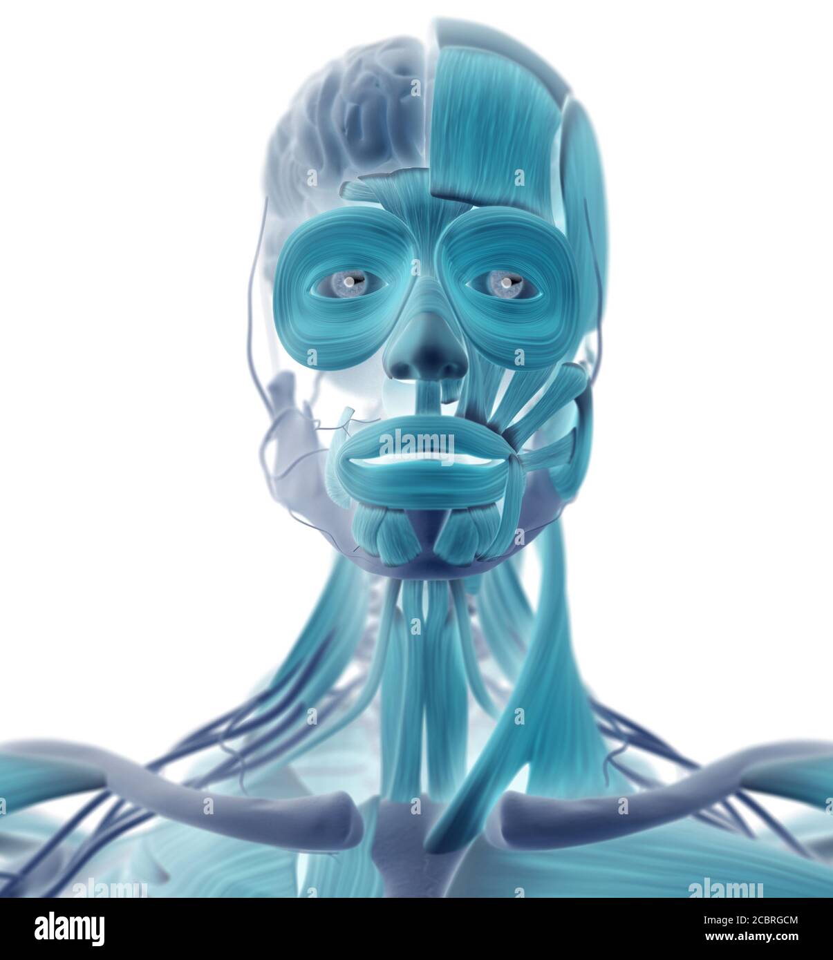 Illustrazione dell'anatomia del muscolo del corpo umano. Viso, testa ...