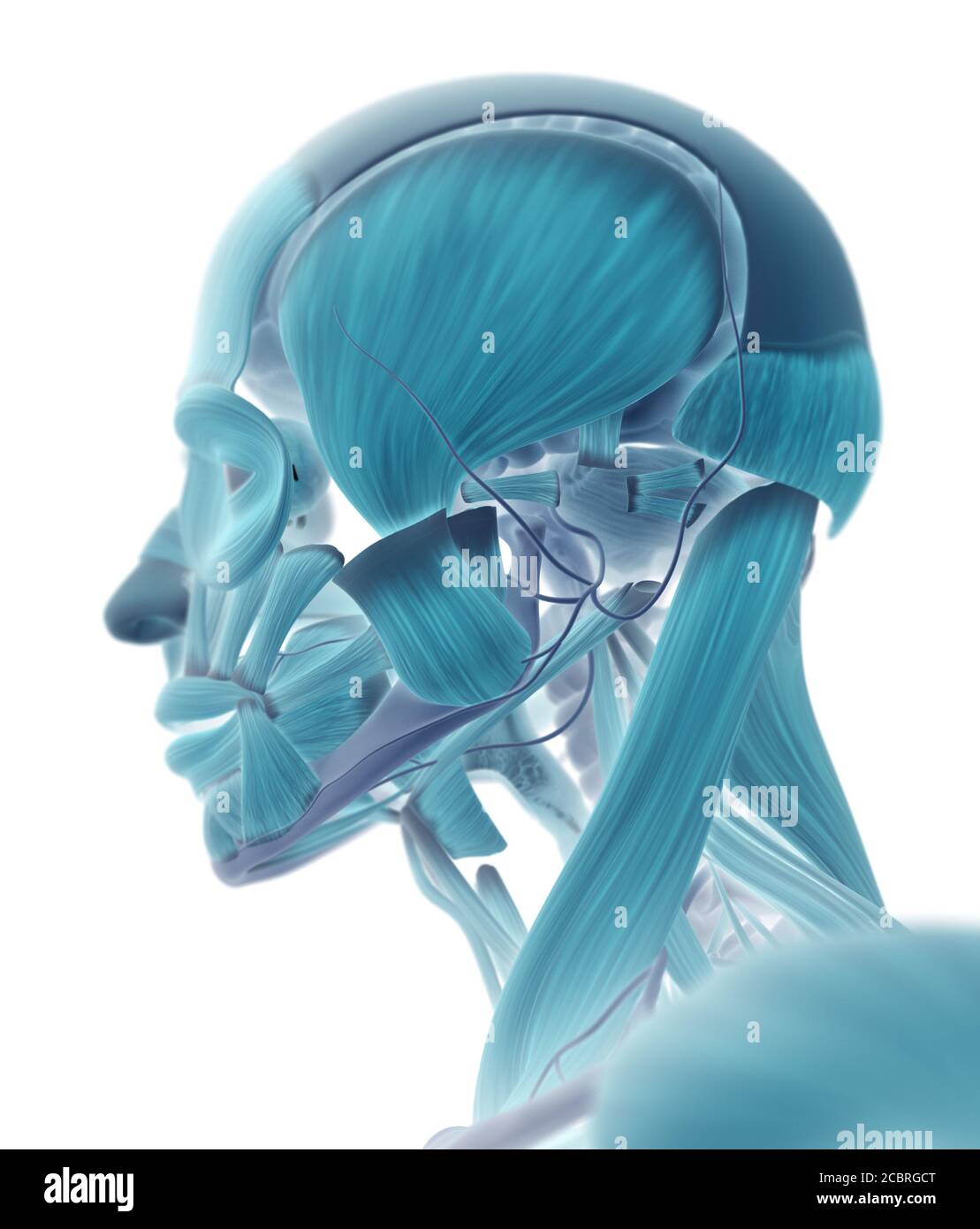 Illustrazione dell'anatomia del muscolo del corpo umano. Viso, testa ...