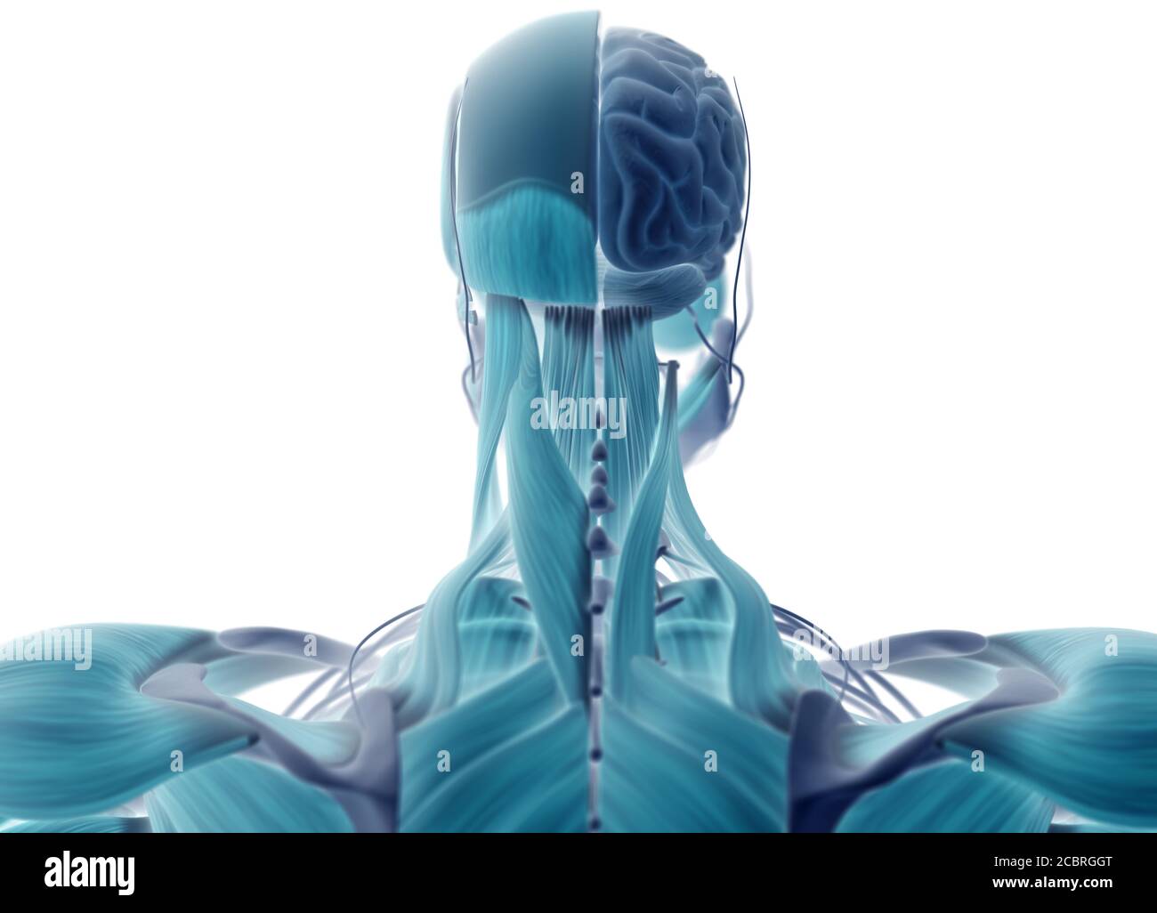 Illustrazione dell'anatomia del muscolo del corpo umano. Collo, cranio ...