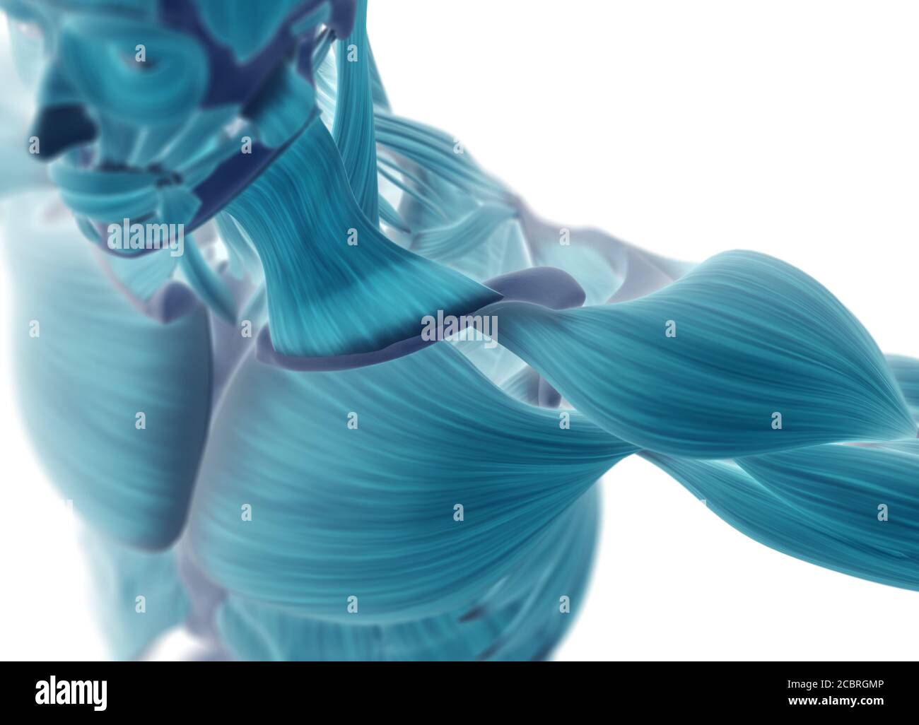 Illustrazione dell'anatomia del muscolo del corpo umano. Spalla, collo ...