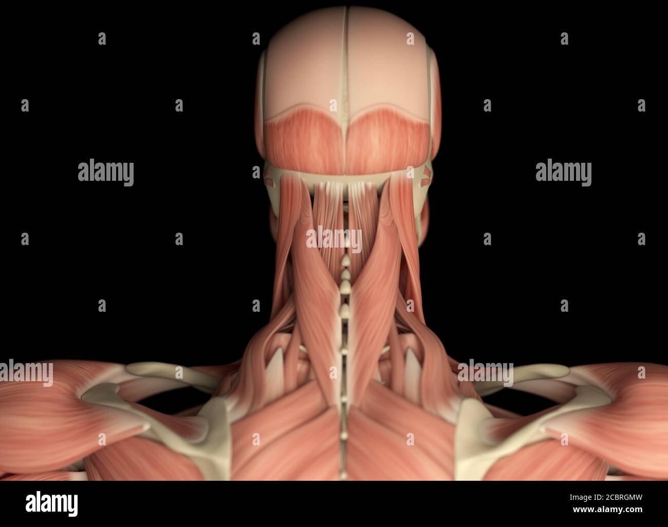 Illustrazione dell'anatomia del muscolo del corpo umano. Collo, cranio ...