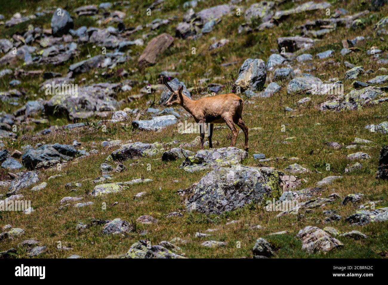 Profilo delle alpi immagini e fotografie stock ad alta risoluzione - Alamy