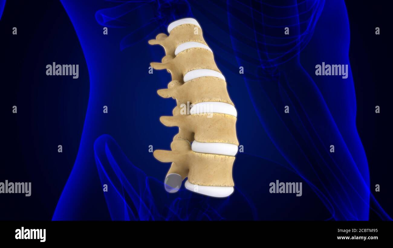 Colonna vertebrale scheletro umano vertebre lombare Anatomia 3D ...