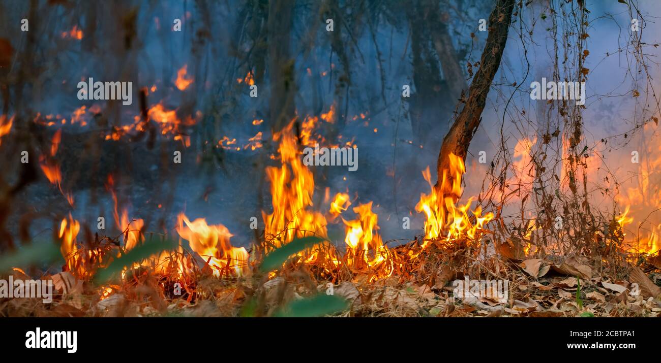 Pioggia foresta il disastro di fuoco è bruciato causato da esseri umani ...