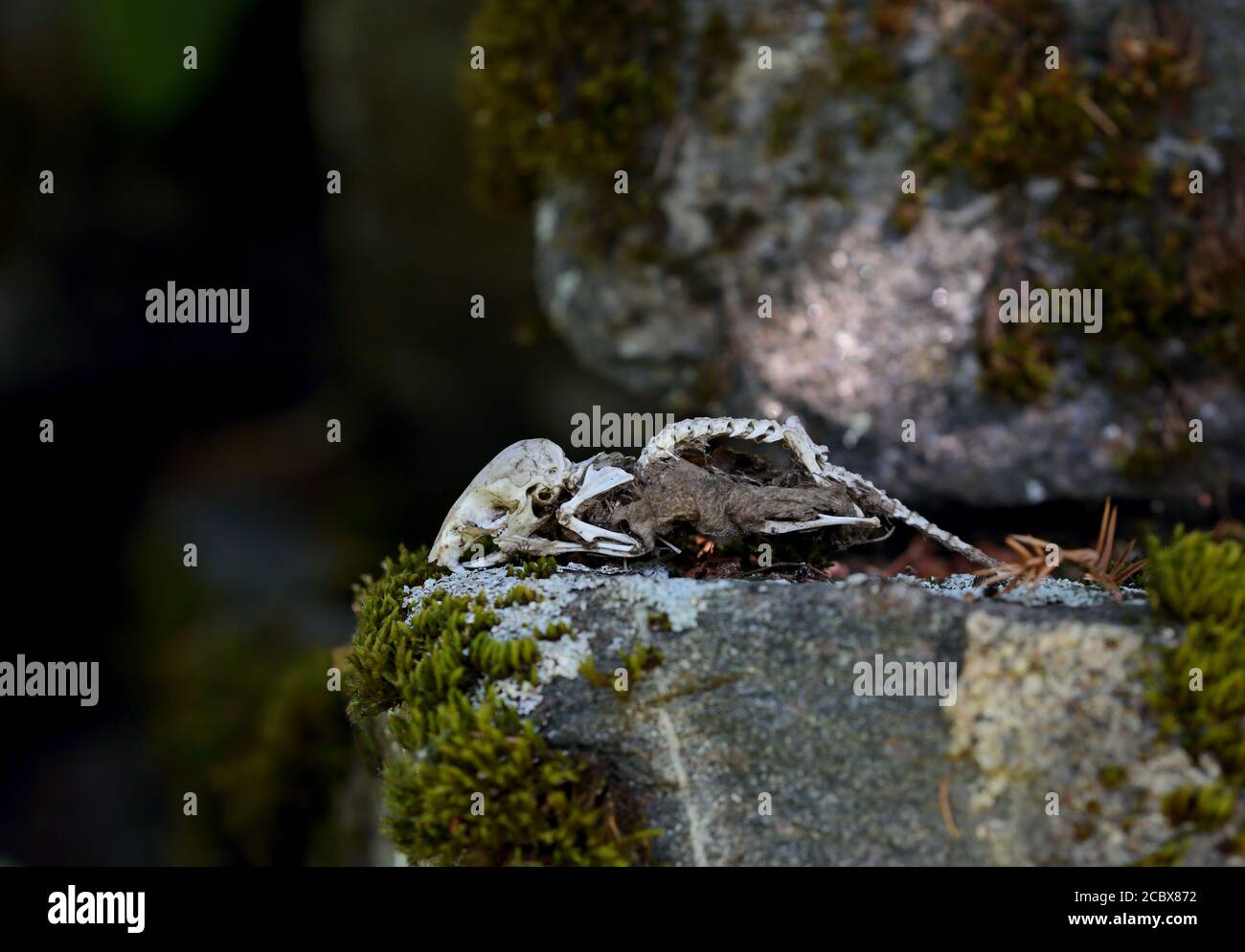 Teschio di un topo con il immagini e fotografie stock ad alta ...