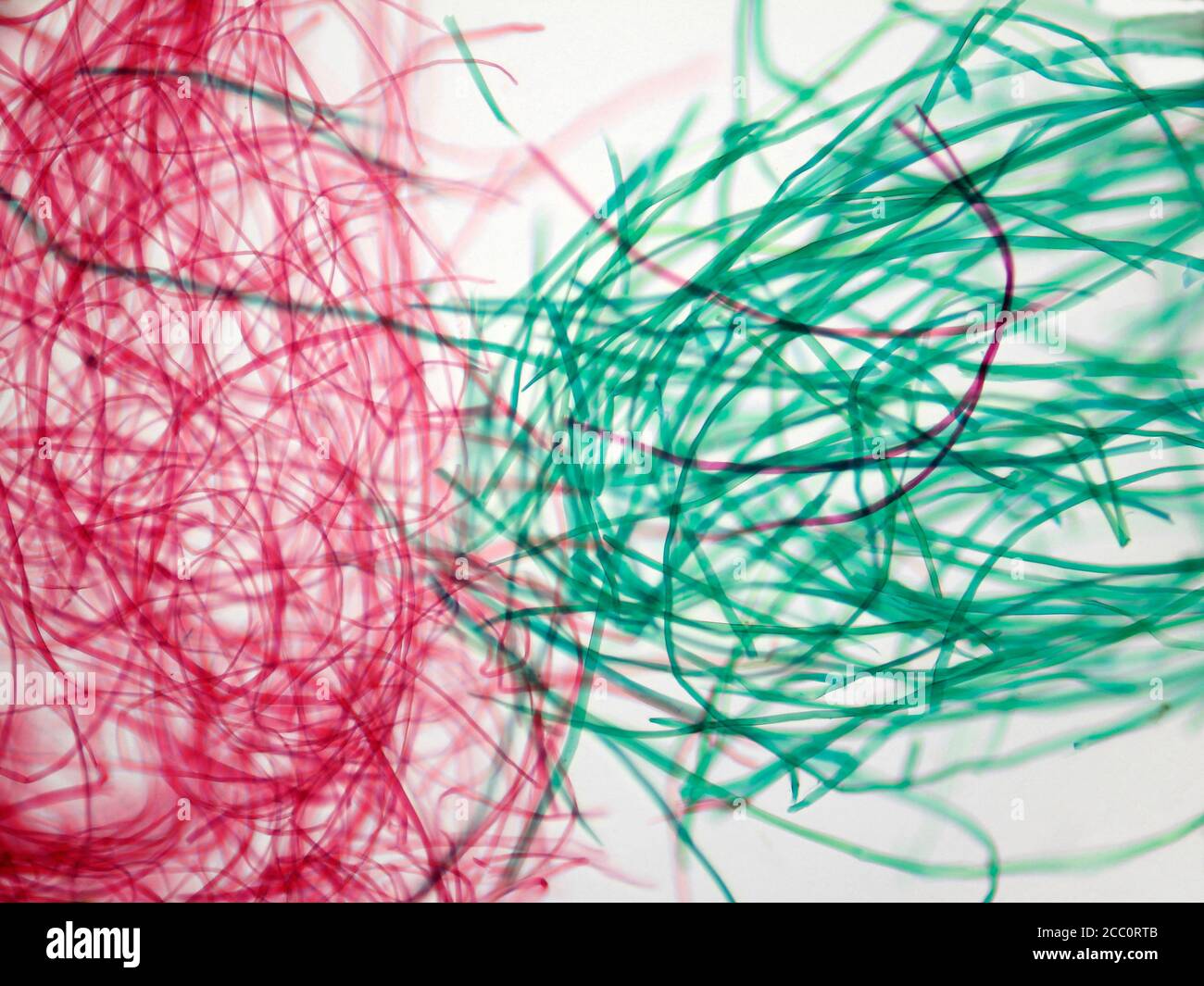 Fibre animali immagini e fotografie stock ad alta risoluzione - Alamy