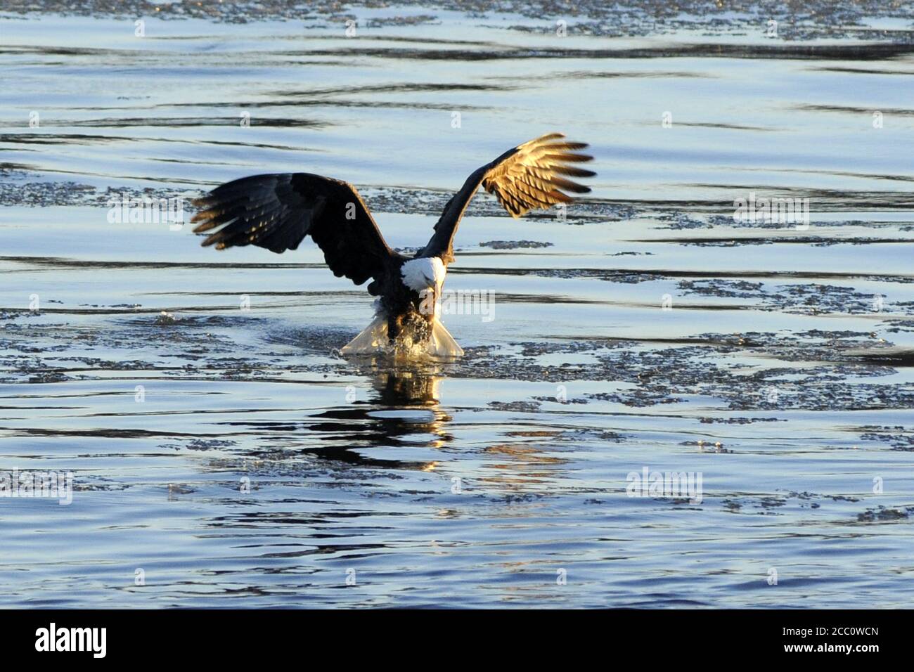 Aquila che afferra immagini e fotografie stock ad alta risoluzione - Alamy