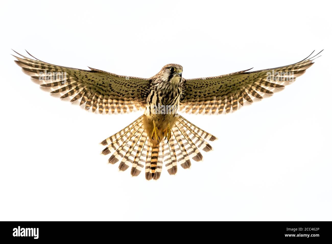 Piume di gheppio immagini e fotografie stock ad alta risoluzione - Alamy