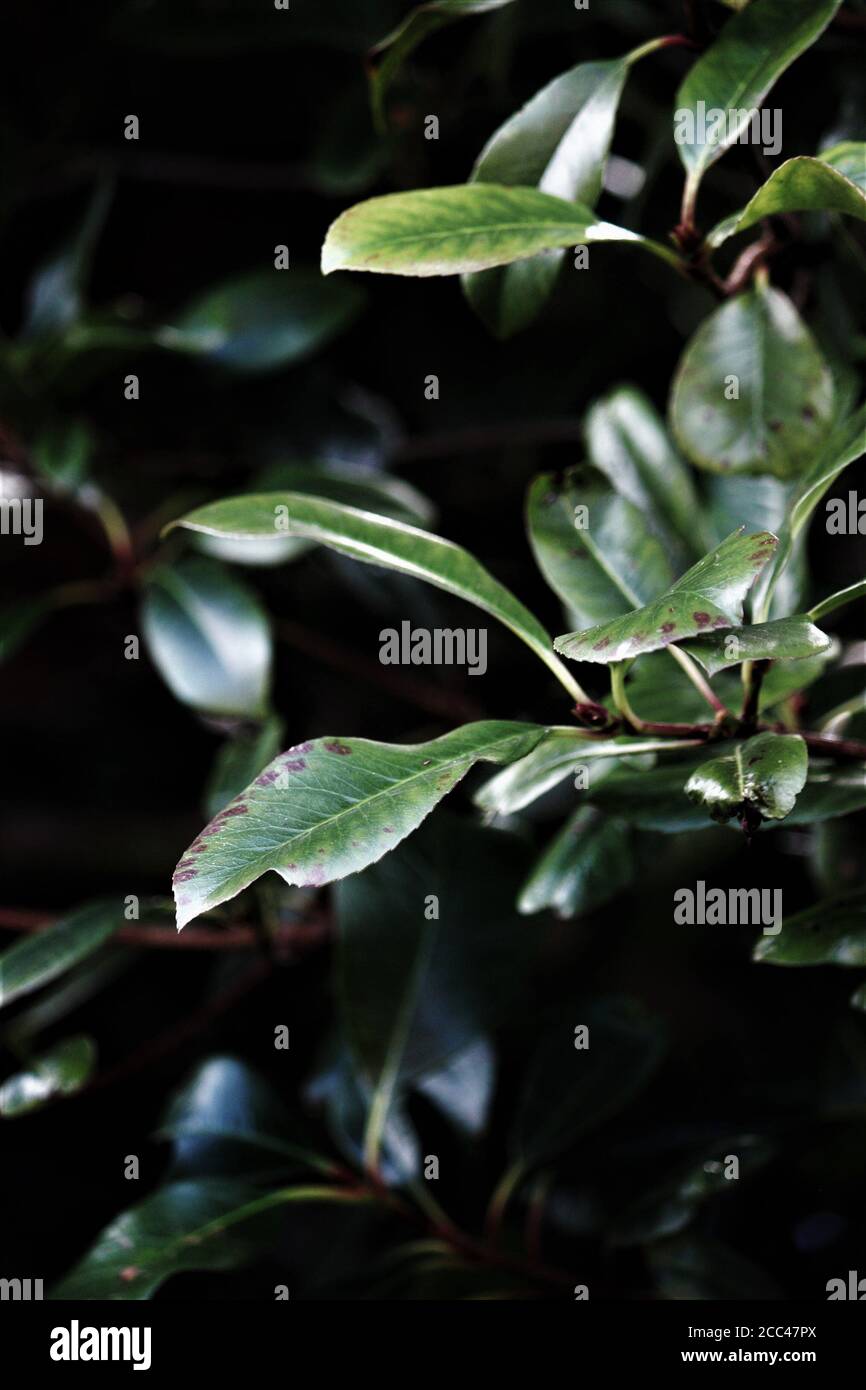 Alberi api insetti immagini e fotografie stock ad alta risoluzione - Alamy