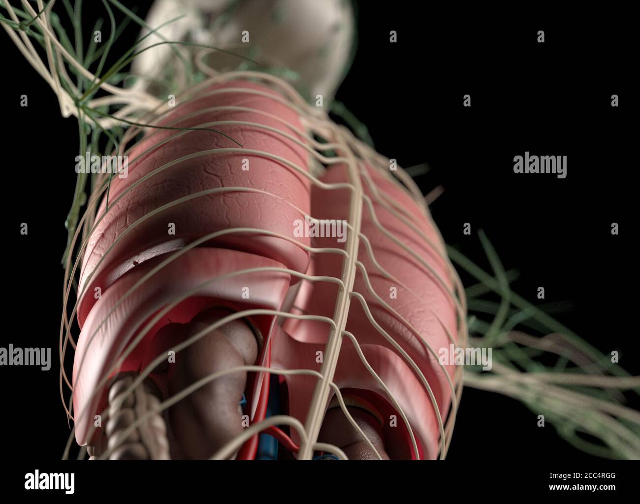 Illustrazione del corpo anatomico degli organi umani. Addome, intestini ...