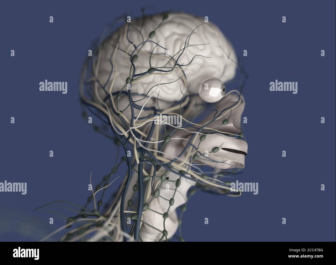 Illustrazione dell'anatomia della testa umana, del cervello, delle ...