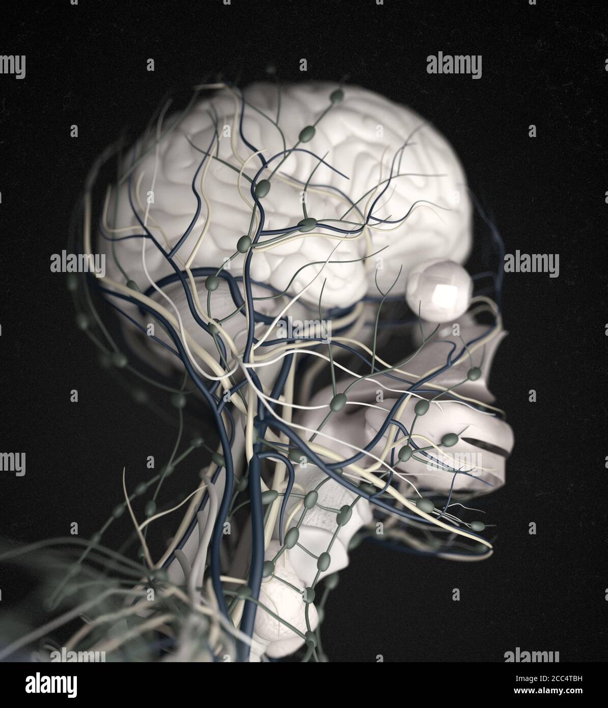 Illustrazione dell'anatomia della testa umana, del cervello, delle ...