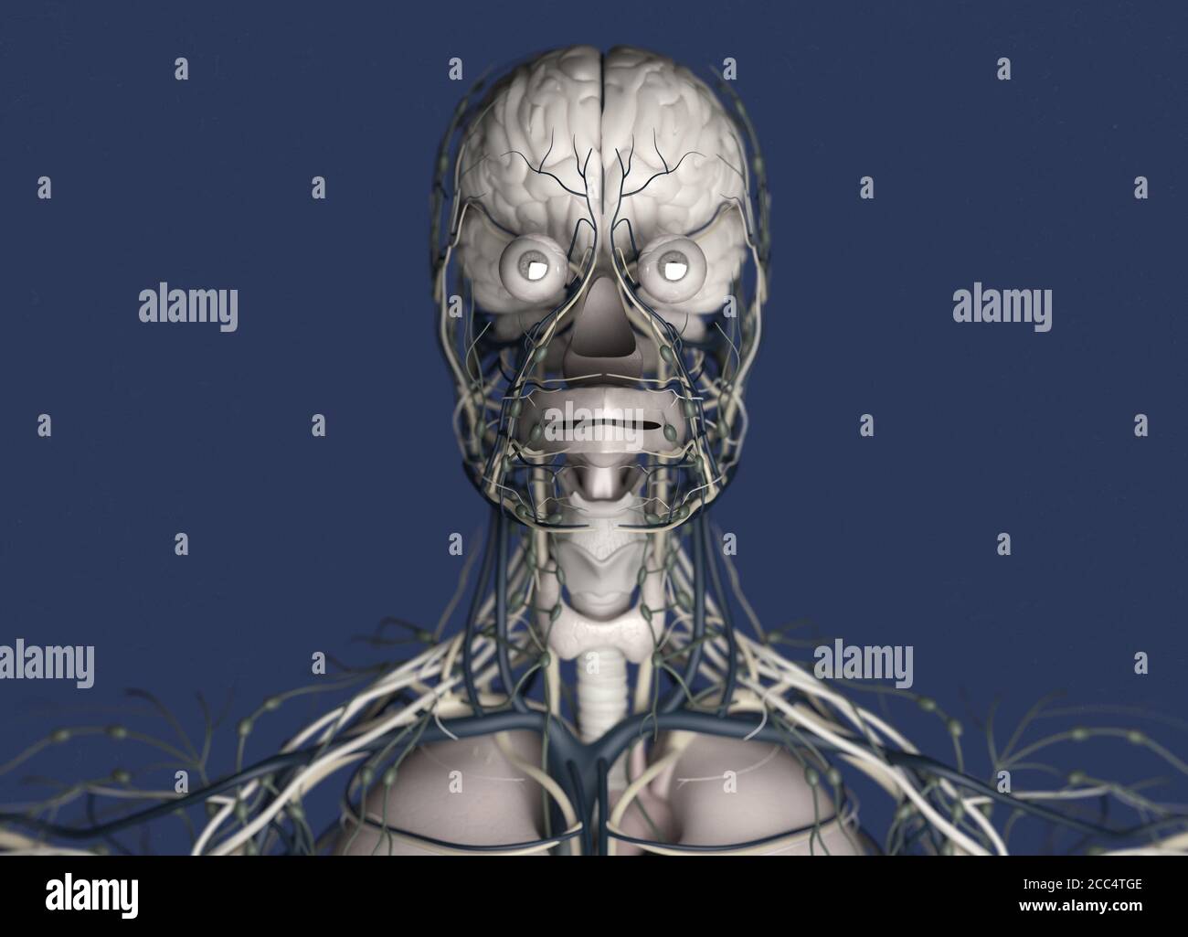 Illustrazione dell'anatomia della testa umana, del cervello, delle ...