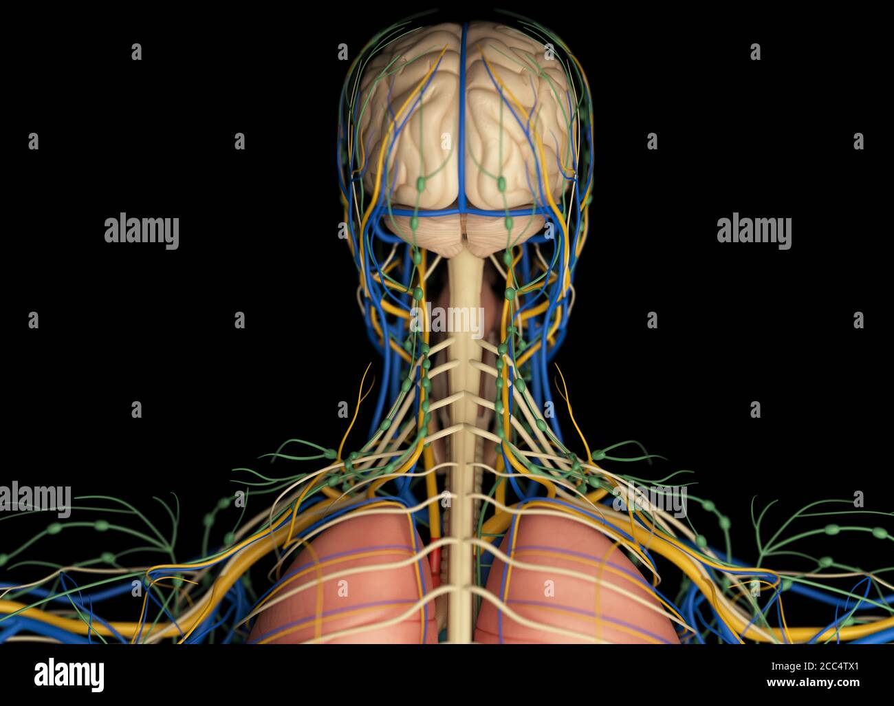 Illustrazione dell'anatomia della testa umana, del cervello, delle ...