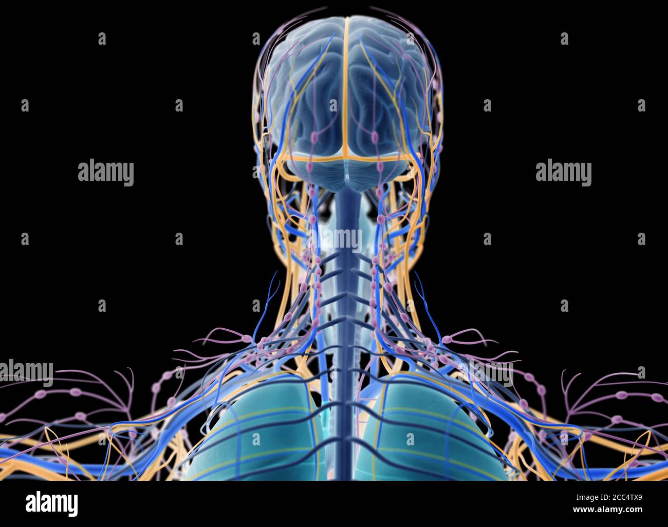 Illustrazione dell'anatomia della testa umana, del cervello, delle ...