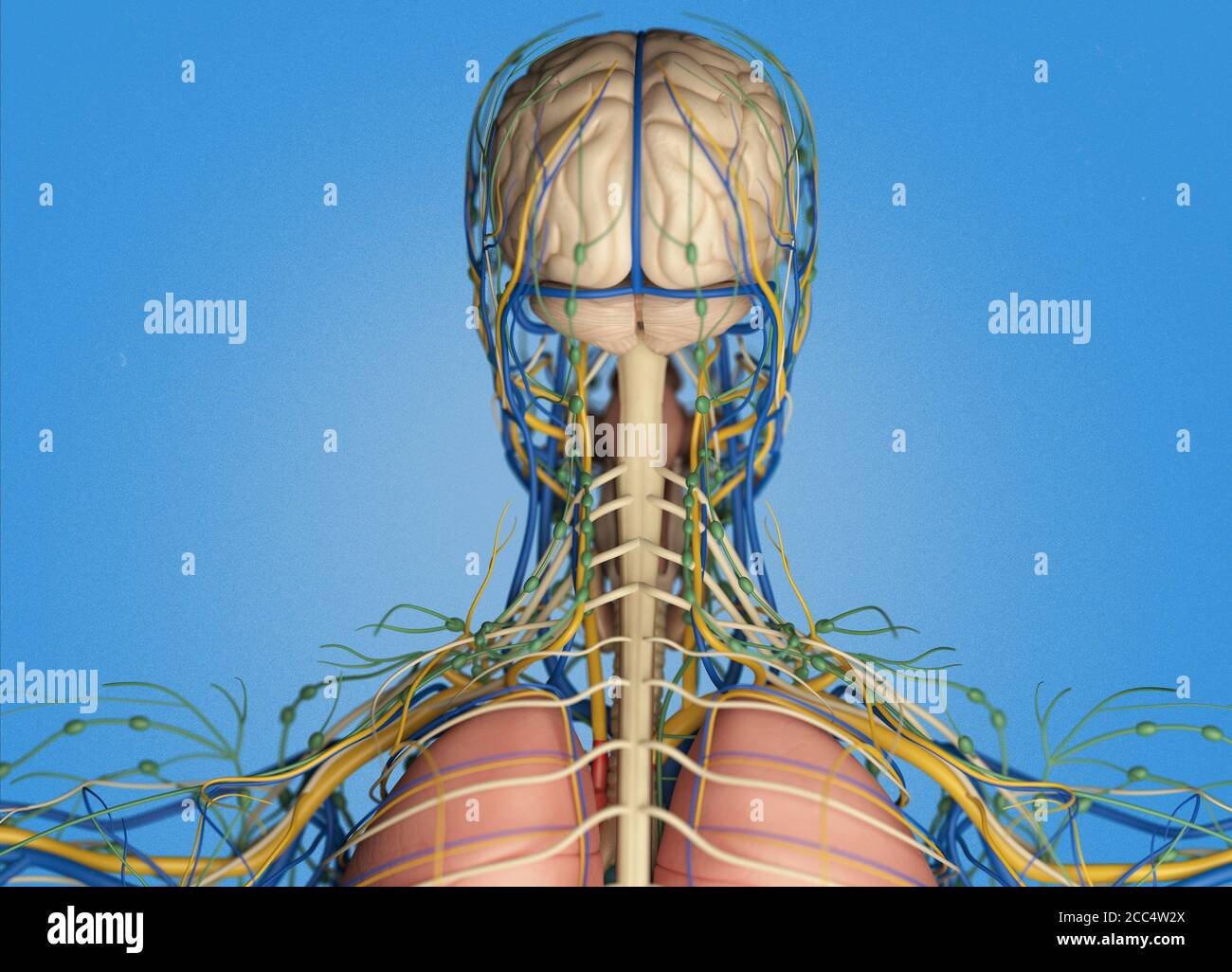 Illustrazione dell'anatomia della testa umana, del cervello, delle ...