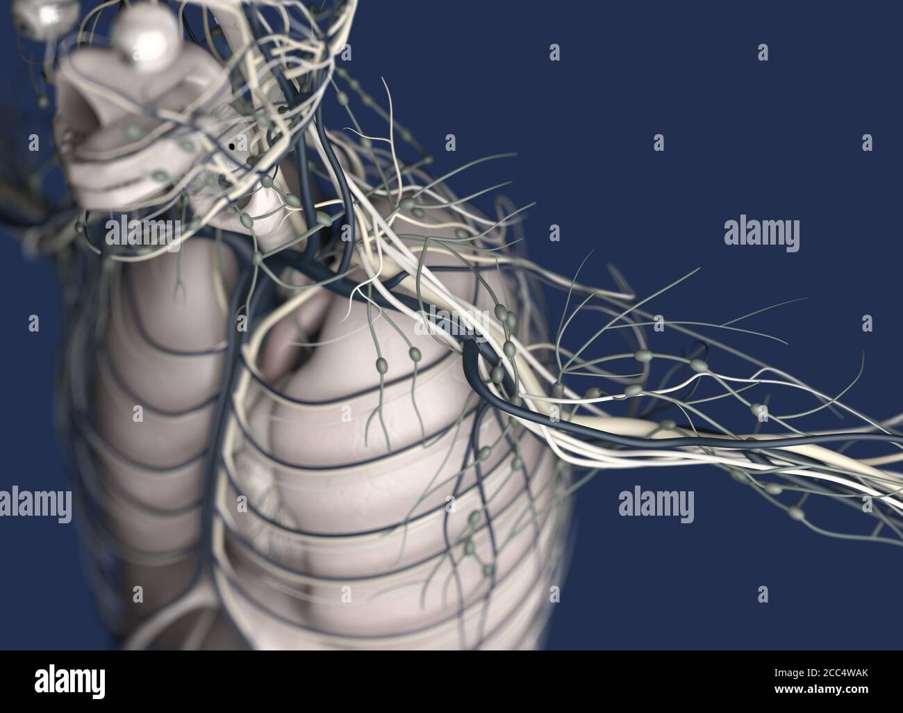 Illustrazione dell'anatomia della testa umana, del cervello, delle ...
