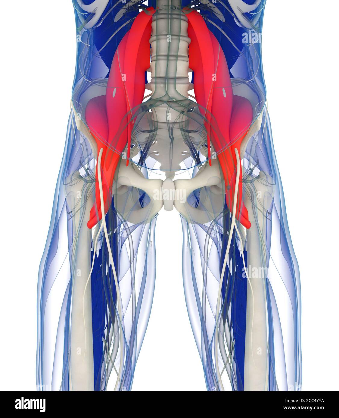 Illustrazione anatomica medica del muscolo psoas. illustrazione 3d Foto ...