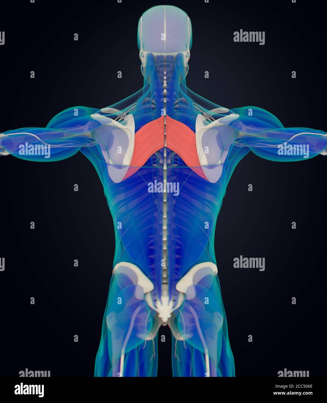 Anatomia illustrazione di romboide Major.scansione a raggi X del corpo ...
