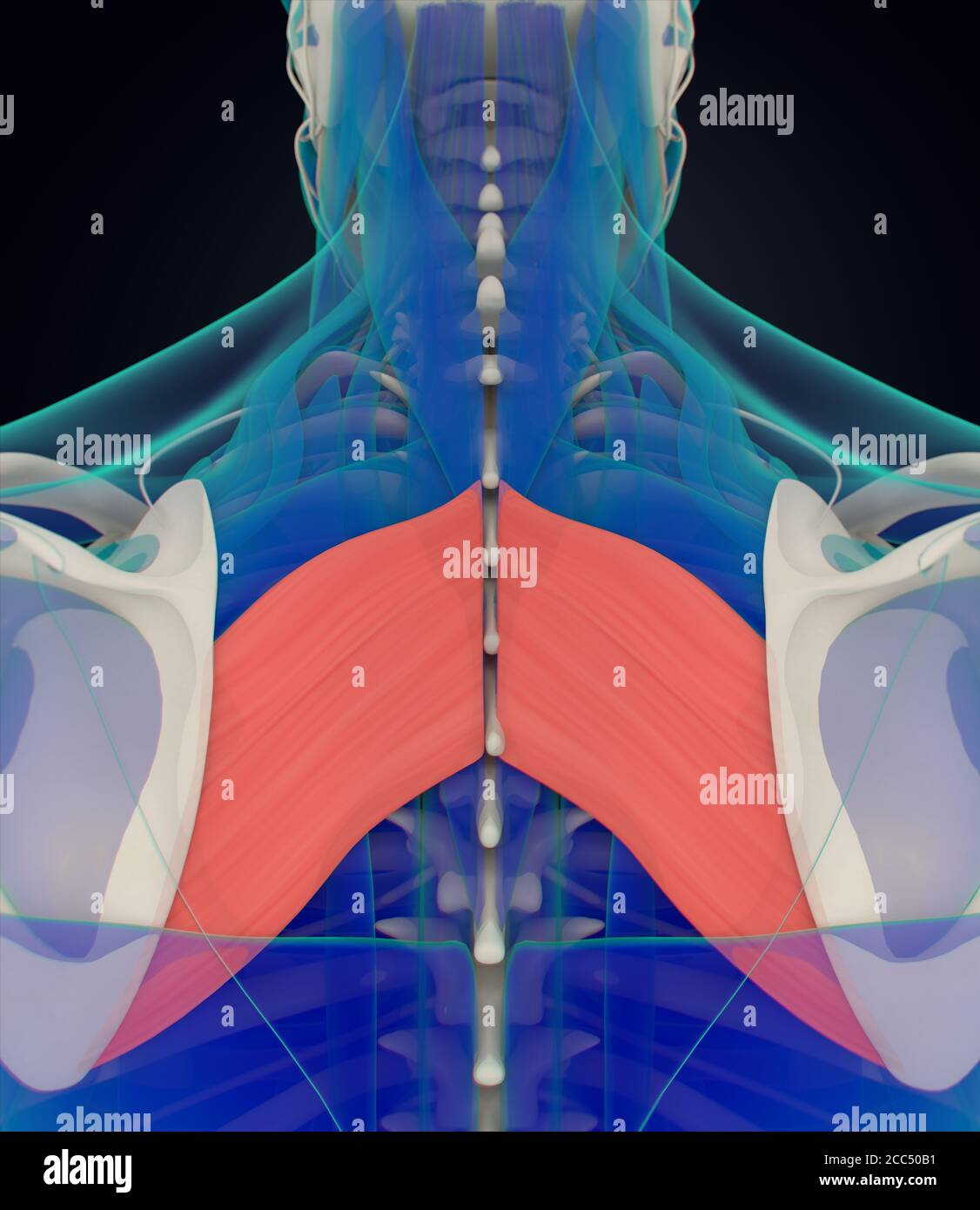 Anatomia del muscolo principale romboidale immagini e fotografie stock ...