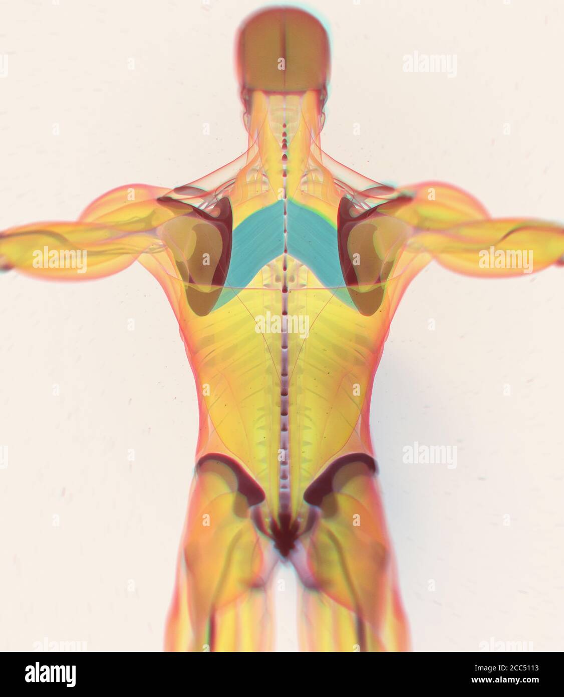 Anatomía de los músculos mayores romboides immagini e fotografie stock ...