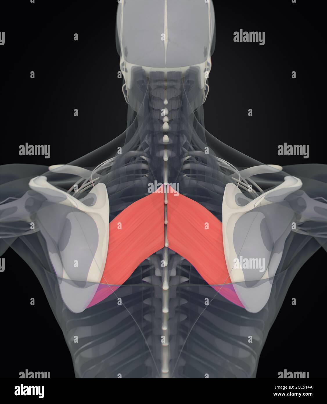 Anatomia illustrazione di romboide Major.scansione a raggi X del corpo ...