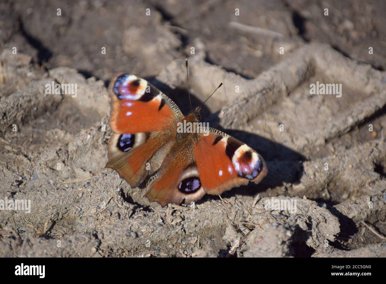 Farfalla con gli occhi sulle ali immagini e fotografie stock ad alta ...