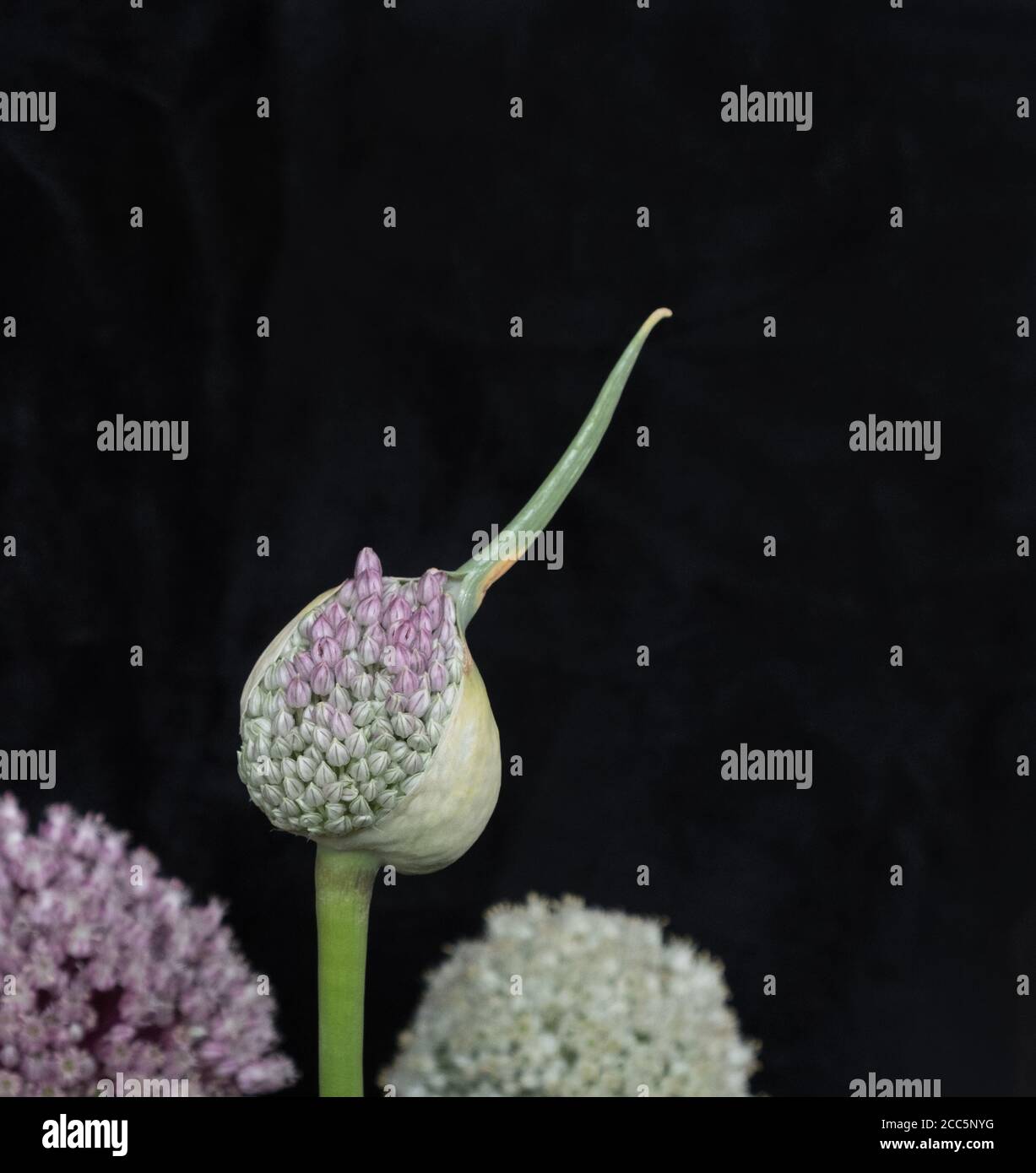 Teste di fiori appuntite immagini e fotografie stock ad alta ...