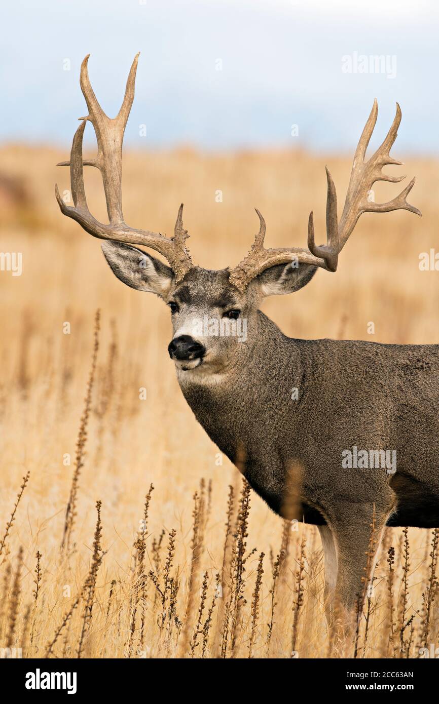 Trofeo cervo mulo immagini e fotografie stock ad alta risoluzione - Alamy