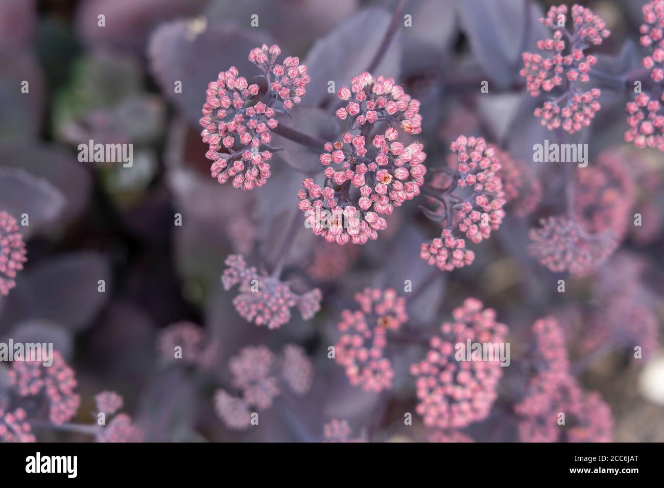 Per fiori naturali immagini e fotografie stock ad alta risoluzione - Alamy