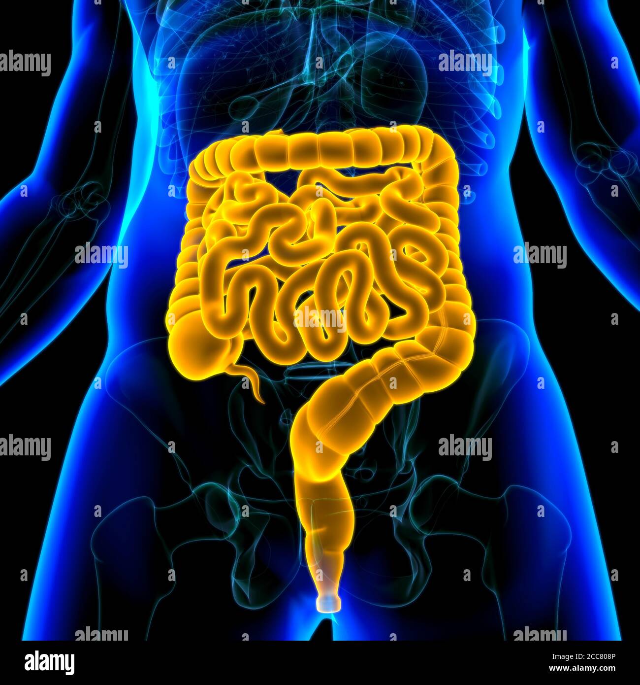 Illustrazione 3D dell'intestino tenue e dell'intestino tenue Anatomia ...