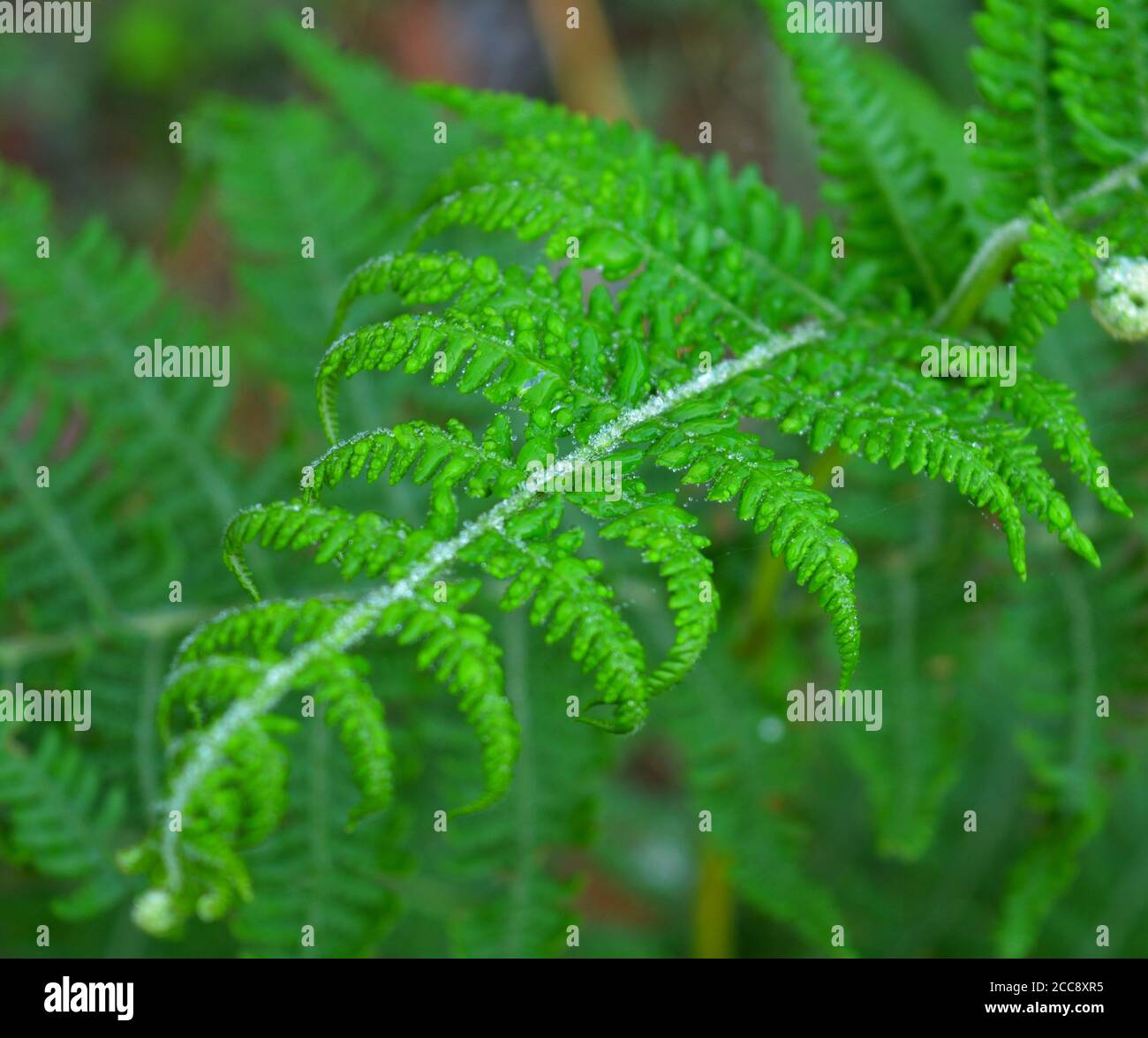 Piante vascolari immagini e fotografie stock ad alta risoluzione - Alamy
