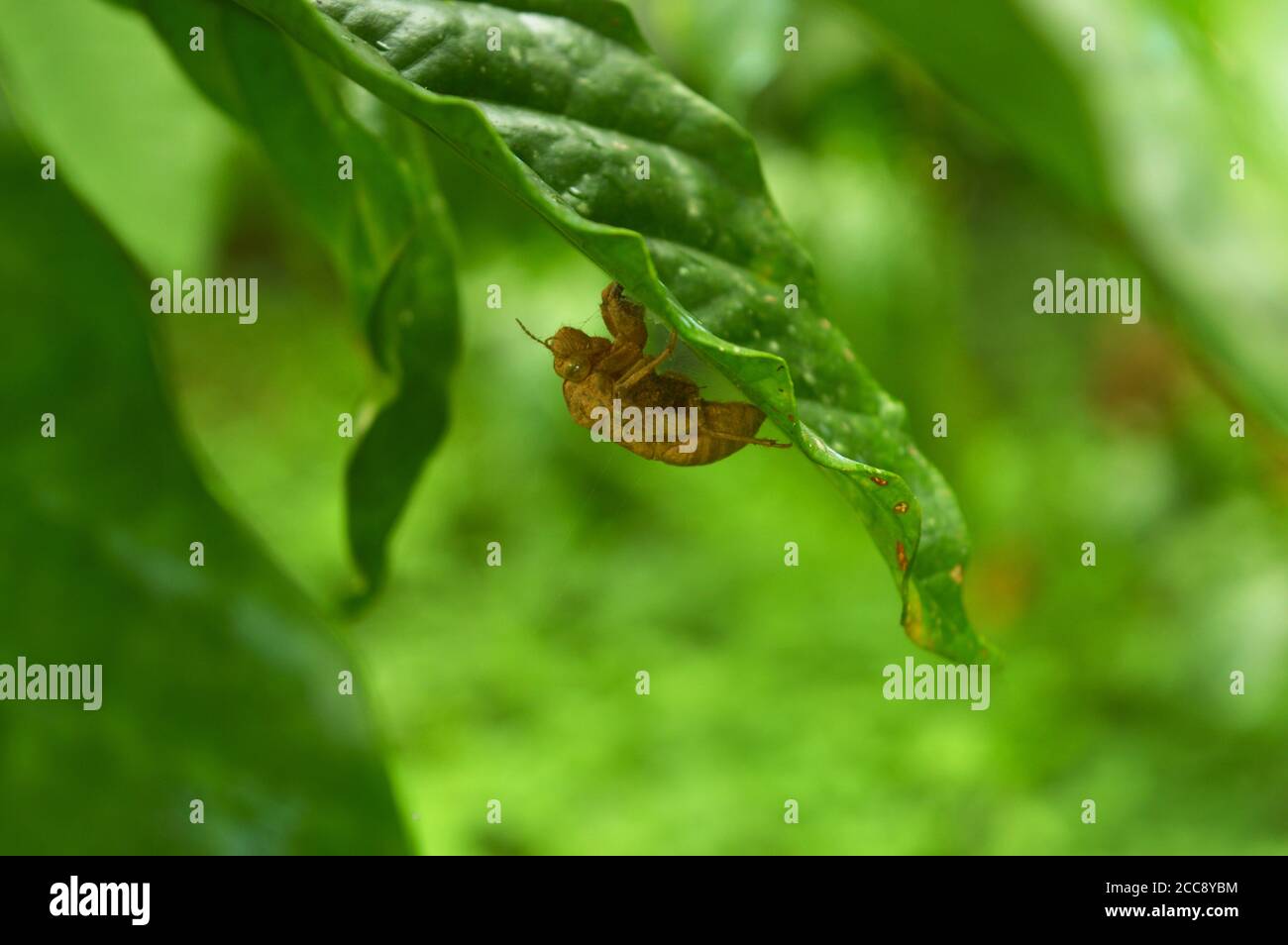 Anatomia degli insetti immagini e fotografie stock ad alta risoluzione ...